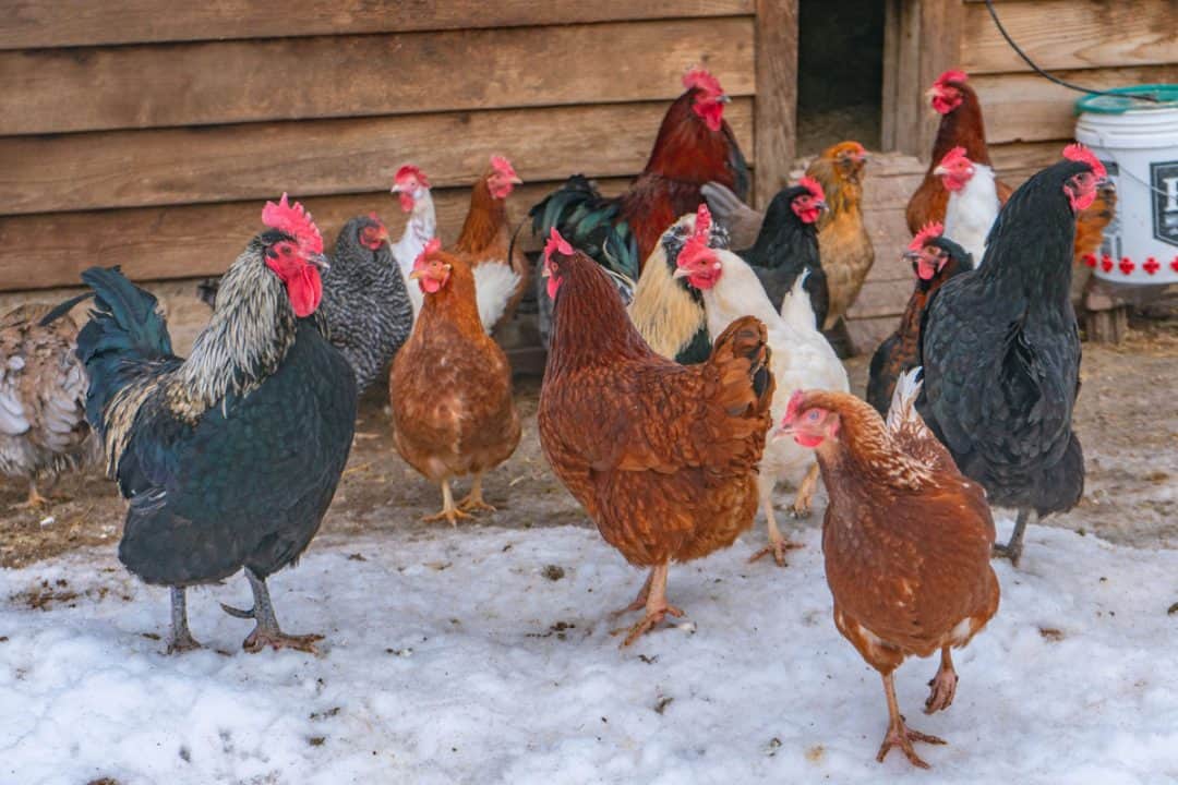 Raising Backyard Egg Laying Chickens — Homesteading Family