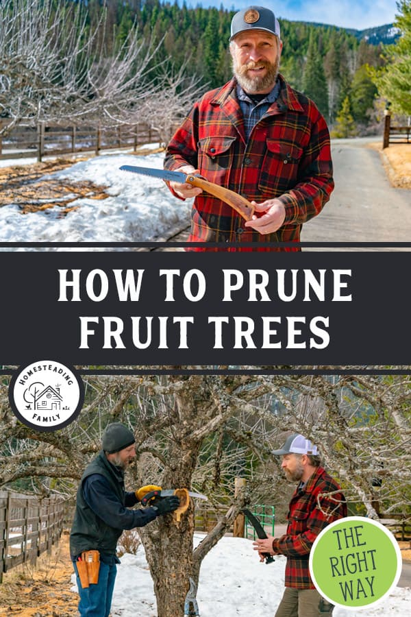 PRUNING FRUIT TREES THE RIGHT WAY (FOR THE BEST HARVEST)