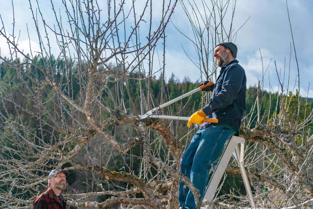 PRUNING FRUIT TREES THE RIGHT WAY (FOR THE BEST HARVEST)