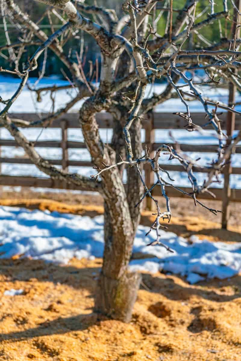 PRUNING FRUIT TREES THE RIGHT WAY (FOR THE BEST HARVEST)
