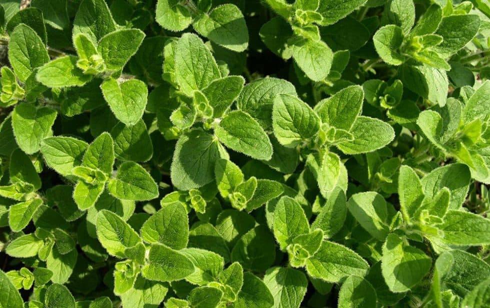 15 Medicinal Herbs to Grow & Their Common Uses