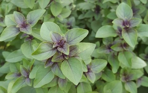 Growing a Tulsi Plant: Holy Basil (Plant, Harvest, Preserve ...