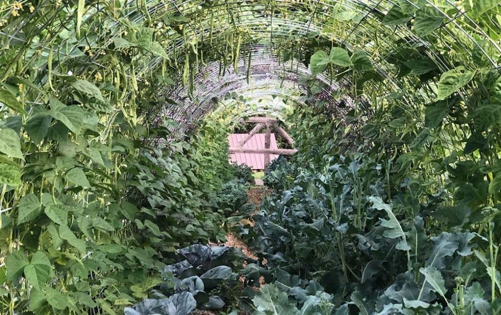 How to Build a DIY Hoop House Greenhouse (Bean Tunnel)