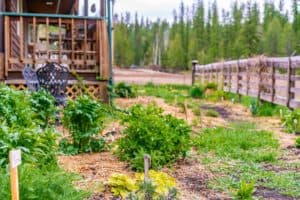 How to Grow Peppermint Plant (Plant, Harvest, Preserve) — Homesteading ...