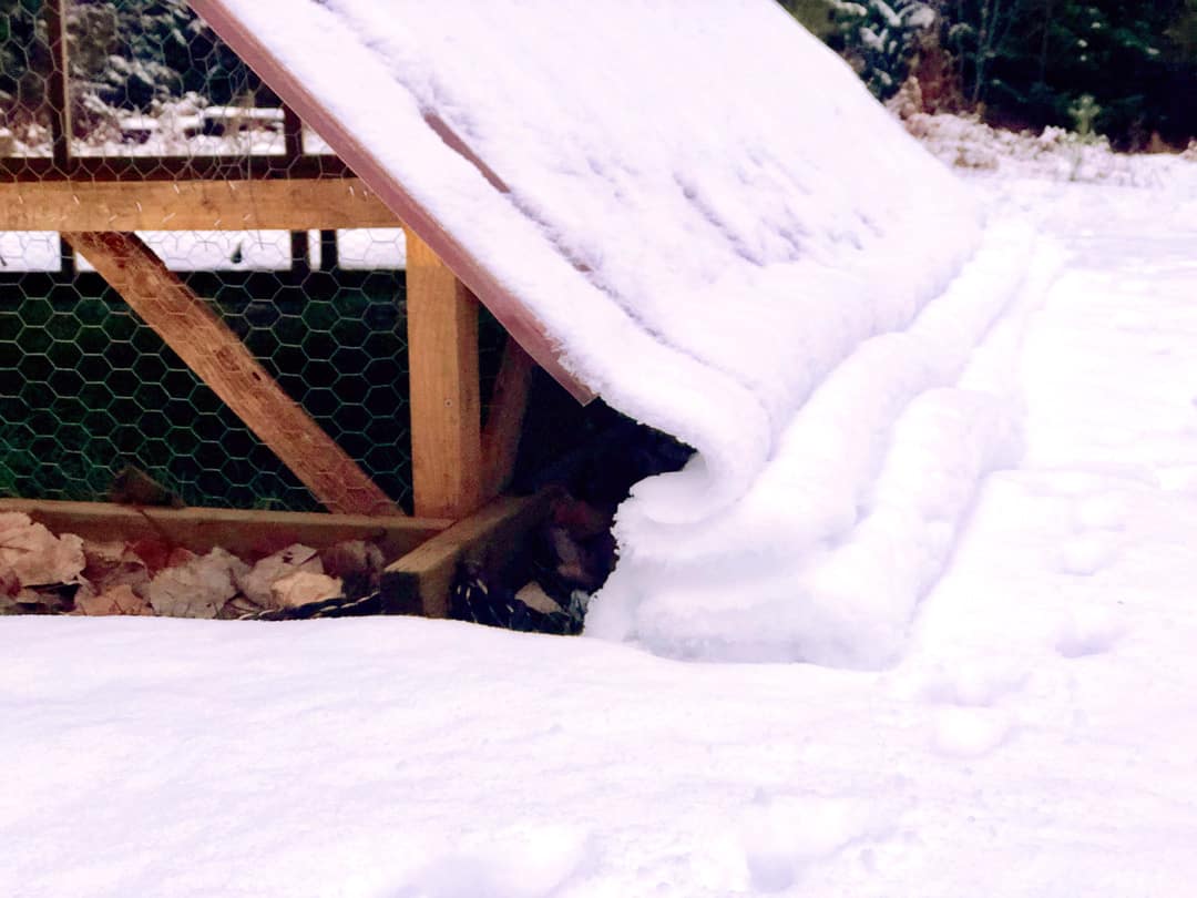 Chicken Tractor Basics & What to Consider When Building One