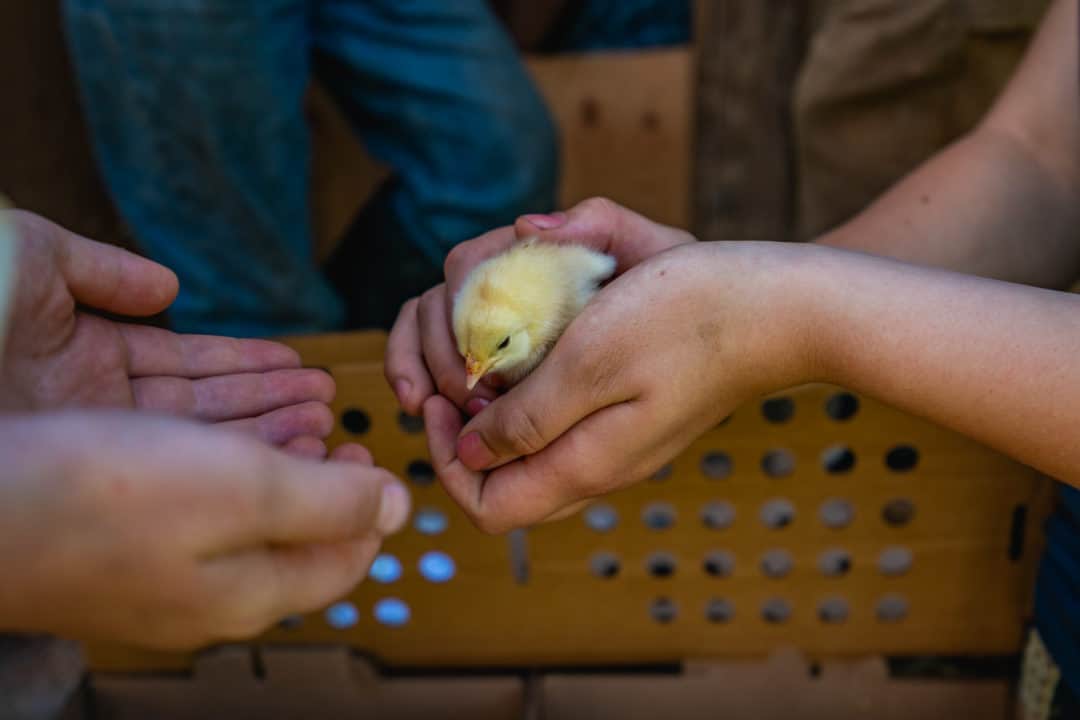 What to Feed Chickens (Without Chicken Feed) — Homesteading Family