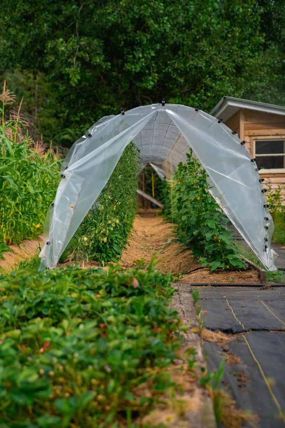 How to Keep Weeds Out of the Garden - Managing Weeds