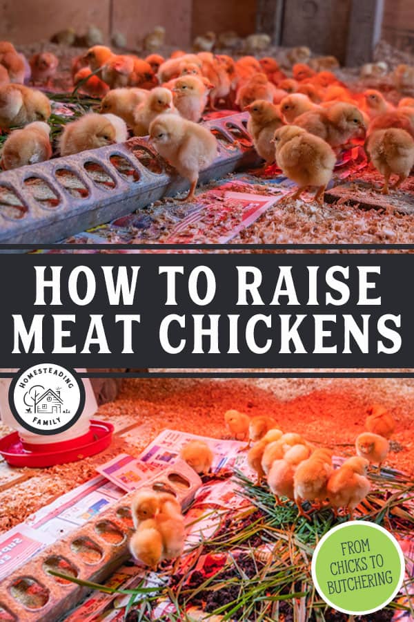 Everything You Need to Know About Raising Meat Chickens