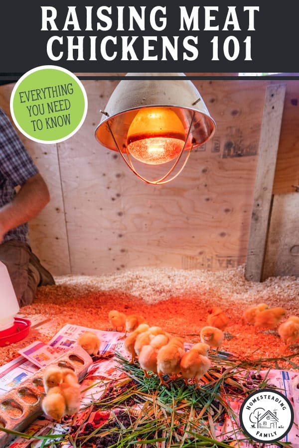 Everything You Need to Know About Raising Meat Chickens