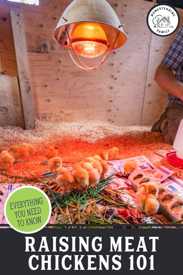 Everything You Need to Know About Raising Meat Chickens