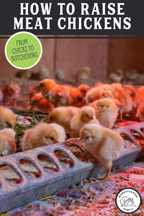 Everything You Need to Know About Raising Meat Chickens