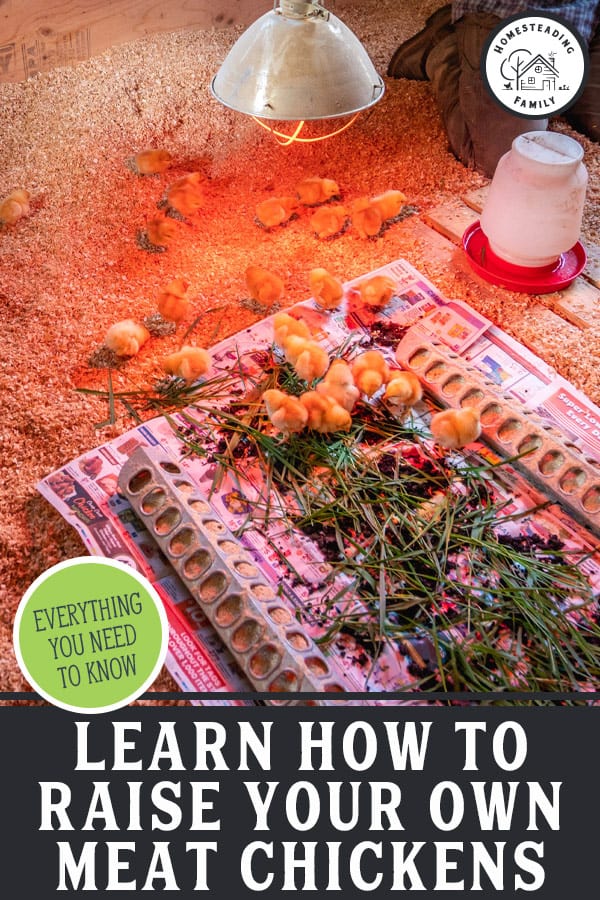 Everything You Need to Know About Raising Meat Chickens