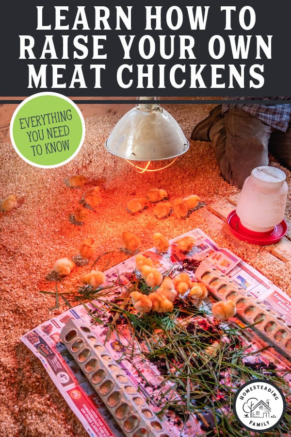 Everything You Need to Know About Raising Meat Chickens