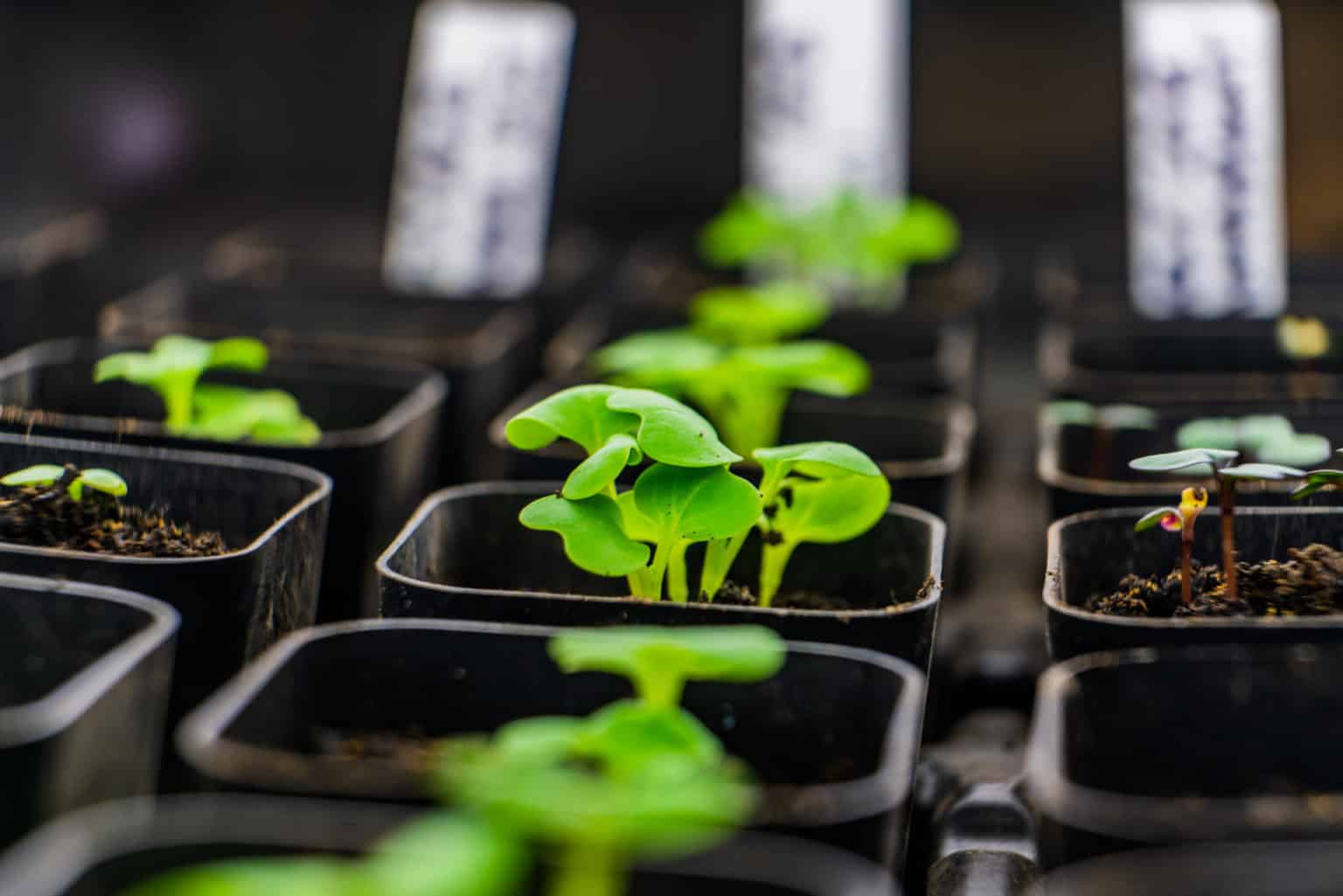 How to Read Seed Packets — Homesteading Family