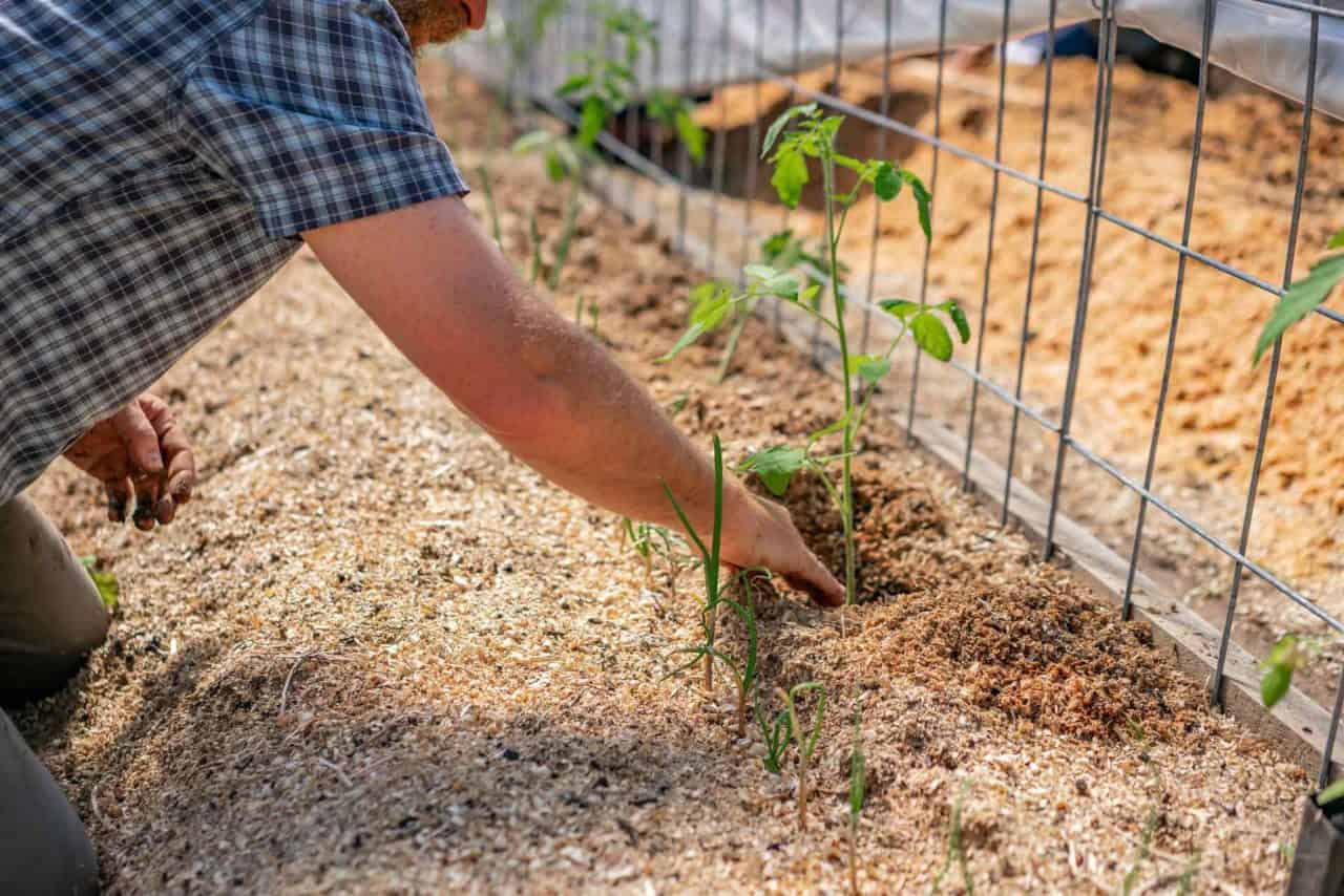 Tomato String Trellis: Growing Tomatoes Vertically — Homesteading Family