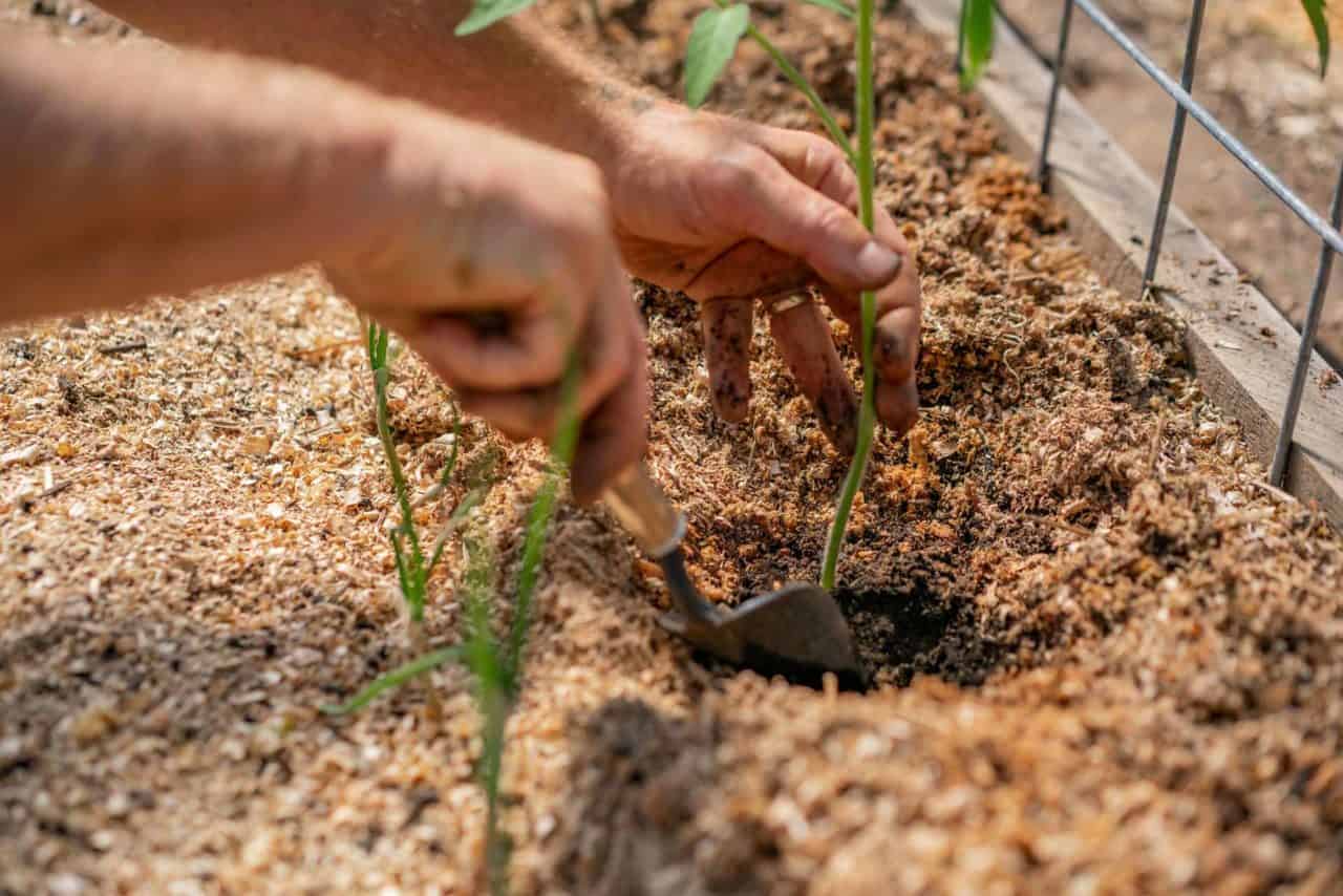 When to Pot Up Seedlings — Homesteading Family