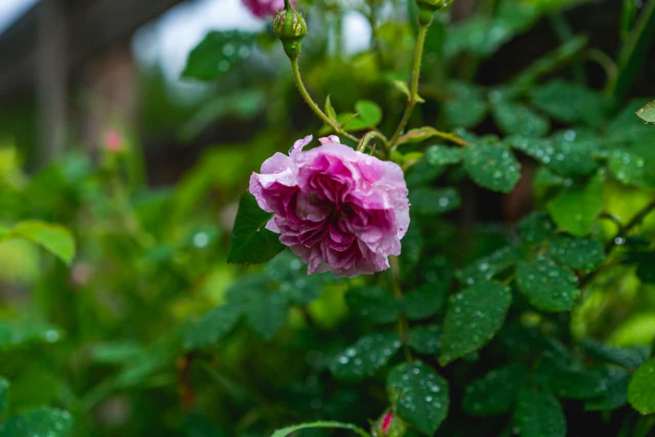Planting Roses (+ Medicinal Uses for Roses)