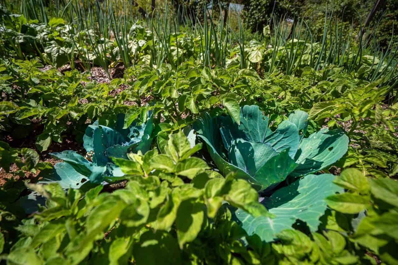 20 Vegetables You Can Plant In Late Summer for a Fall Harvest