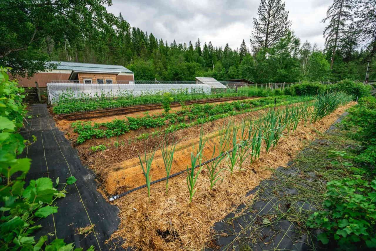 Crop Rotation in a Vegetable Garden — Homesteading Family