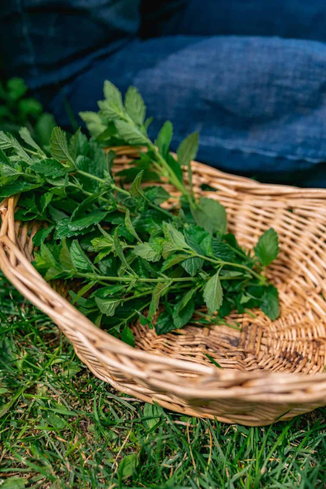 How to Grow Peppermint Plant (Plant, Harvest, Preserve) — Homesteading ...