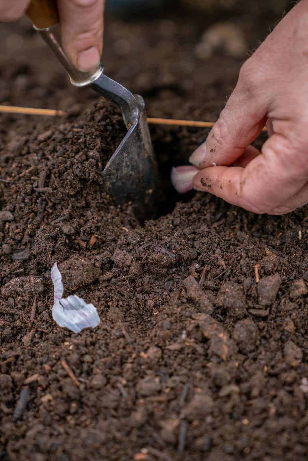 How to Plant Garlic (Fall Garlic Planting) — Homesteading Family
