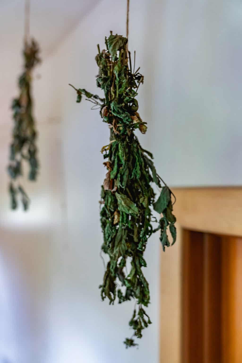 How to Dry Fresh Herbs (Oven, Dehydrator, Or Hanging)