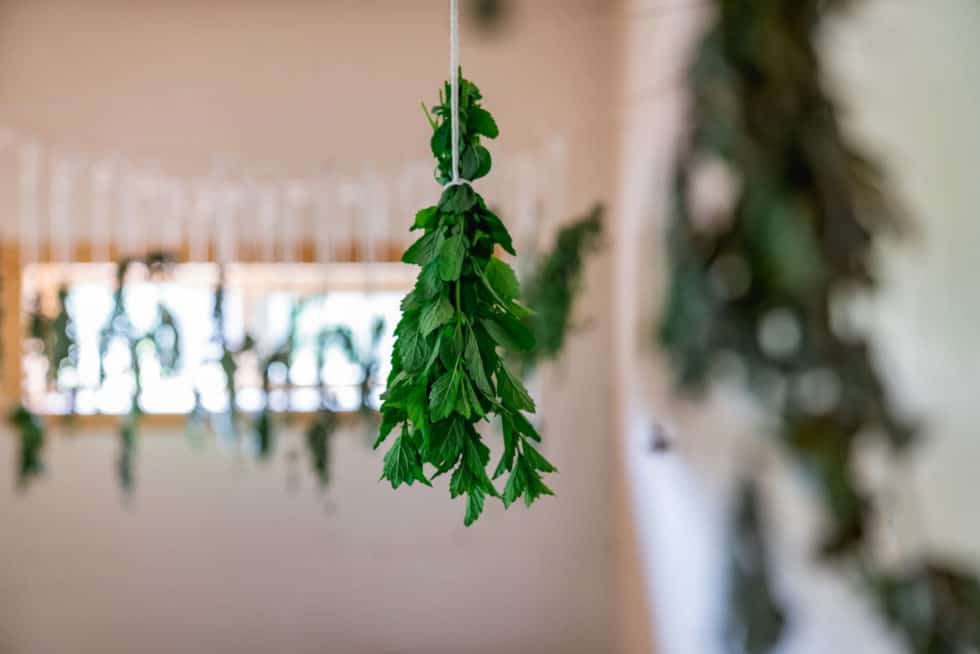 How to Dry Fresh Herbs (Oven, Dehydrator, Or Hanging)