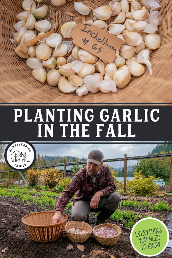 How to Plant Garlic (Fall Garlic Planting) — Homesteading Family