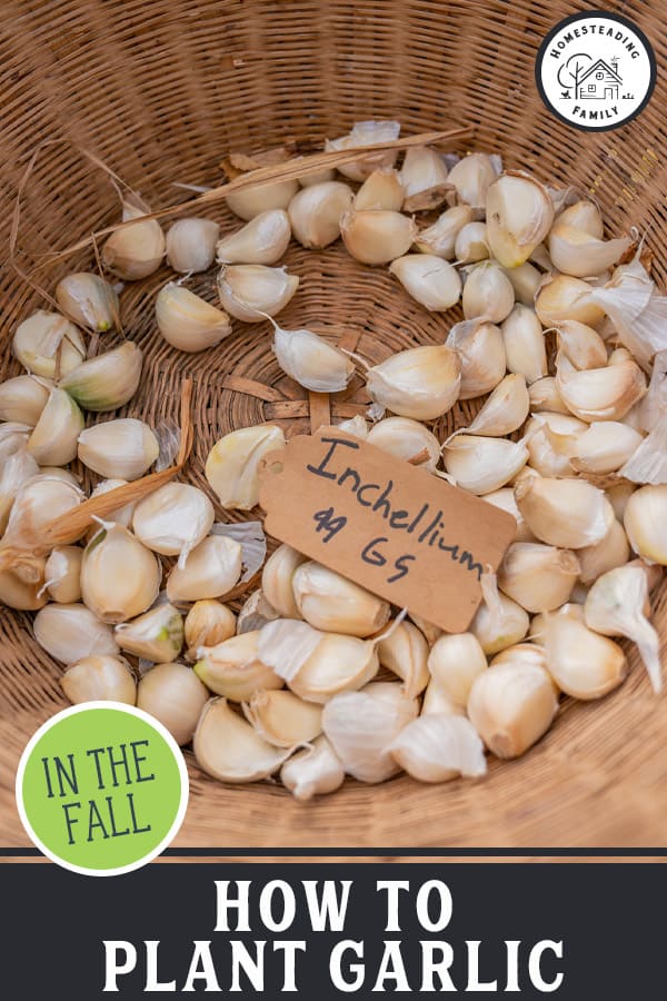 How to Plant Garlic (Fall Garlic Planting) — Homesteading Family
