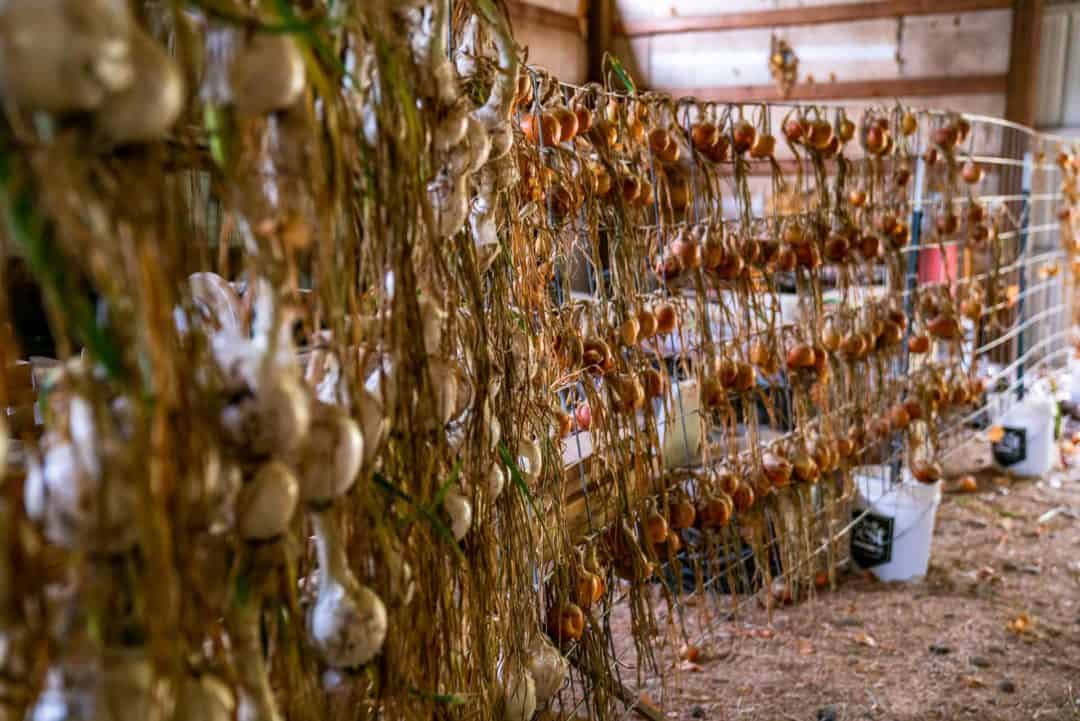 How to Make Onion Powder From Scratch (Easy DIY Recipe) — Homesteading ...