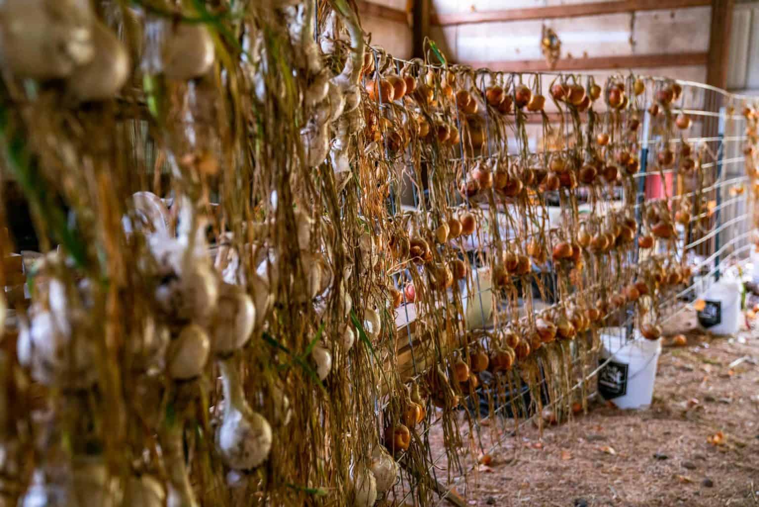 How to Make Onion Powder From Scratch (Easy DIY Recipe) — Homesteading ...