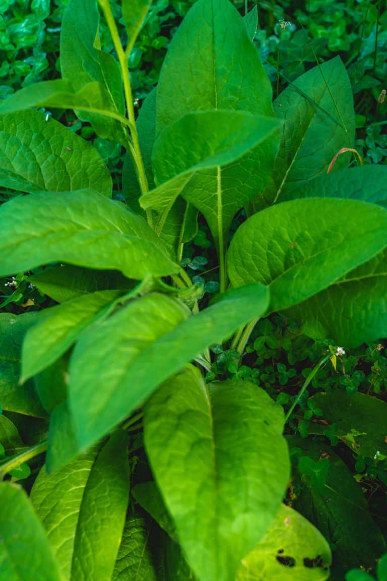 Bone Healing Comfrey Compress — Homesteading Family
