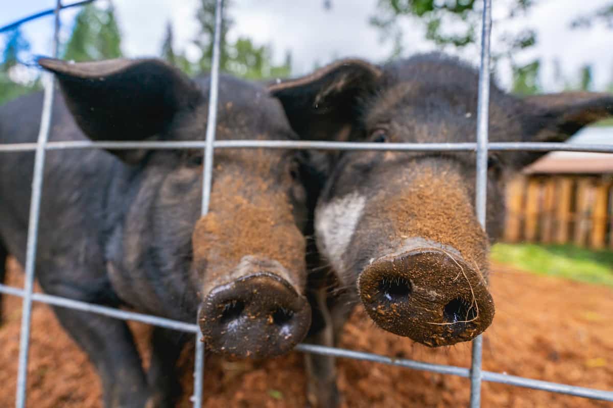 How to Raise a Year's Worth of Meat - Homesteading Family