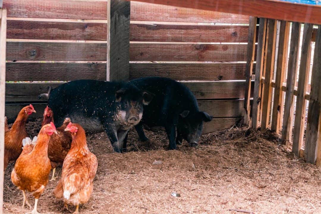 Tips for Butchering Meat — Homesteading Family