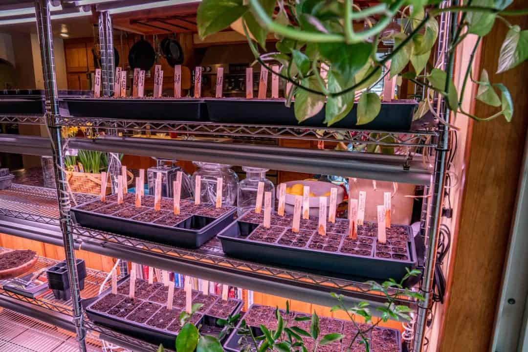 Seed Starting Problems (& How to Fix Them) - Homesteading Family