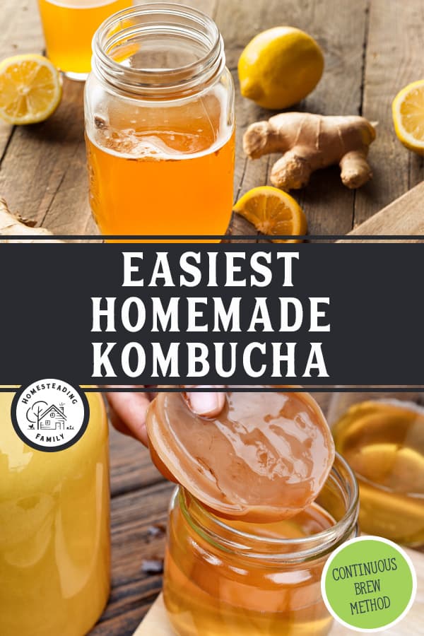 Homemade Kombucha - A Healthy Summer Drink — Homesteading Family