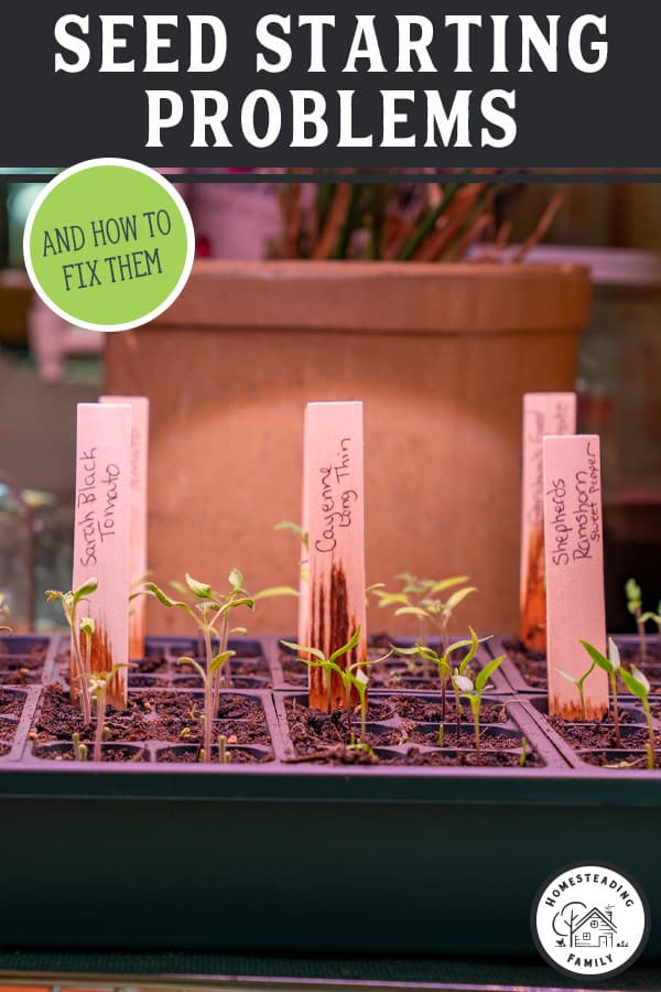 Seed Starting Problems (& How to Fix Them) - Homesteading Family