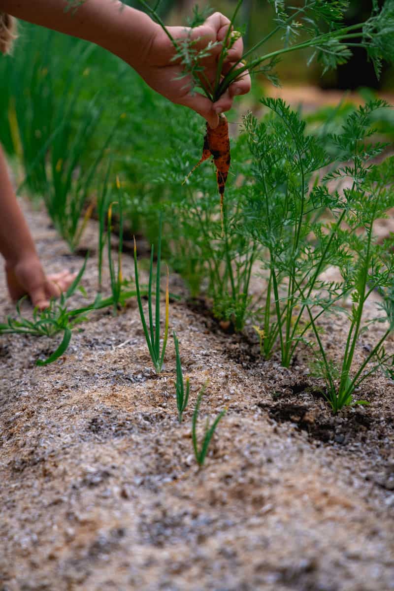 How To Plant Carrot Seeds For Maximum Germination