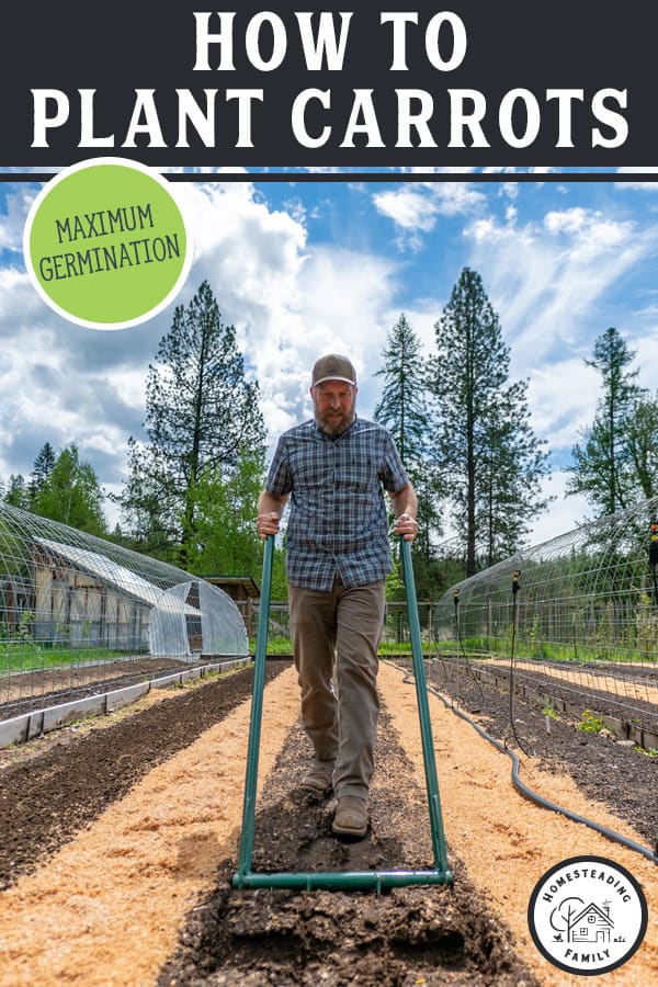 How to Plant Carrot Seeds (for Maximum Germination)