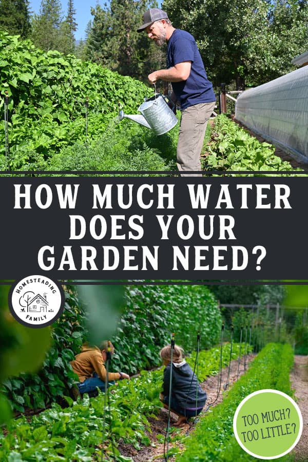 Garden Watering Strategies (How Much, How Often, When...)