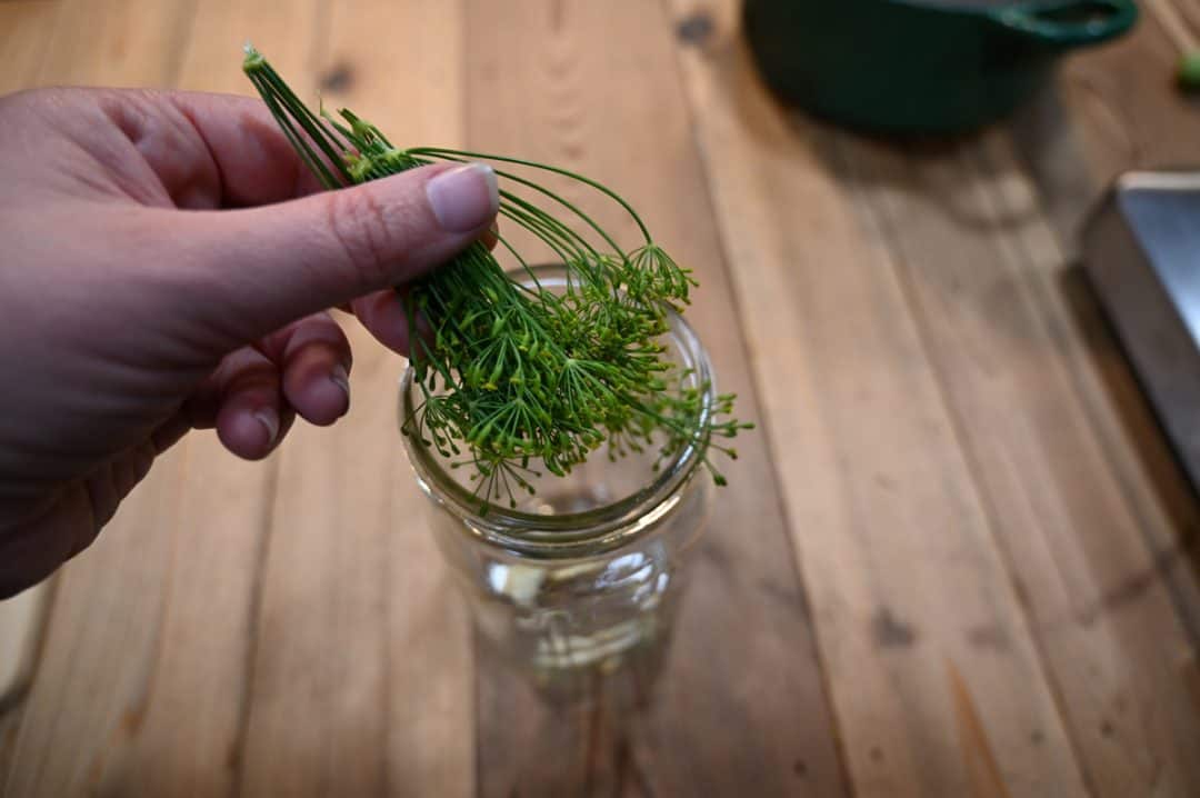 Growing Dill — Homesteading Family