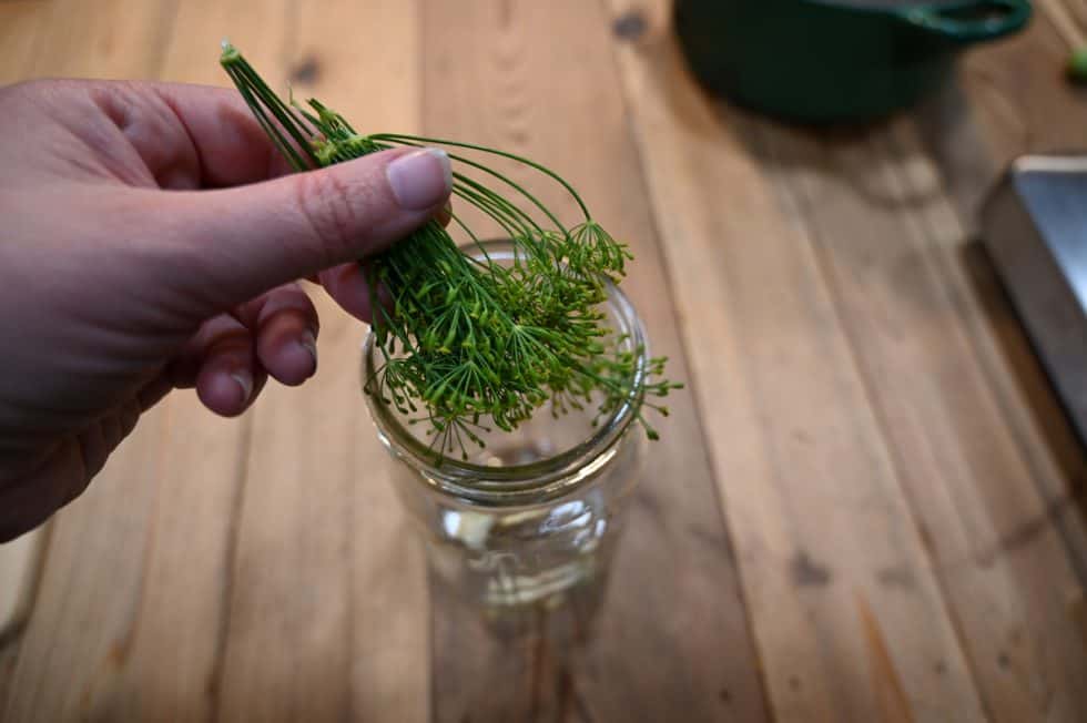 Growing Dill — Homesteading Family