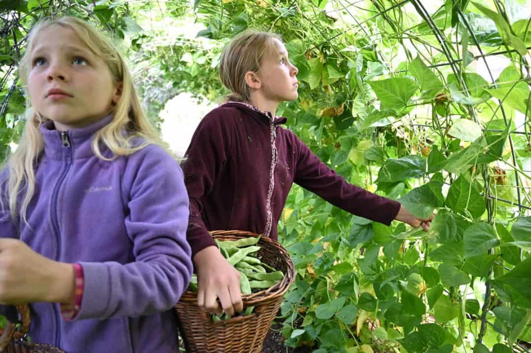 Preserving Day Tips for Less Overwhelm — Homesteading Family