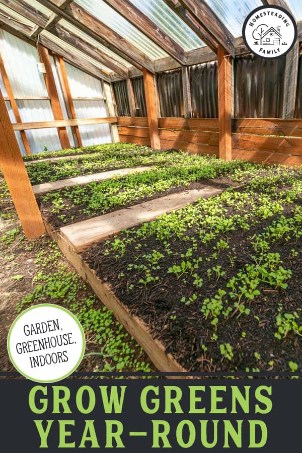 How to Grow Greens Year Round — Homesteading Family