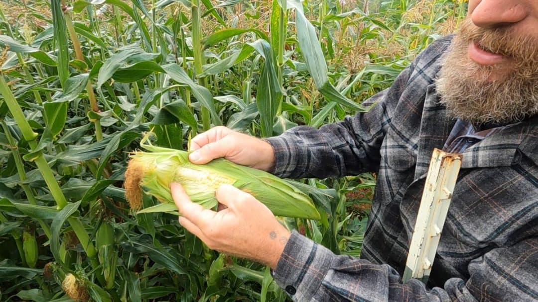 Homemade Freeze Dried Corn — Homesteading Family