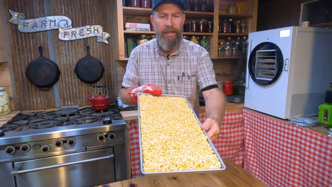 Homemade Freeze Dried Corn — Homesteading Family