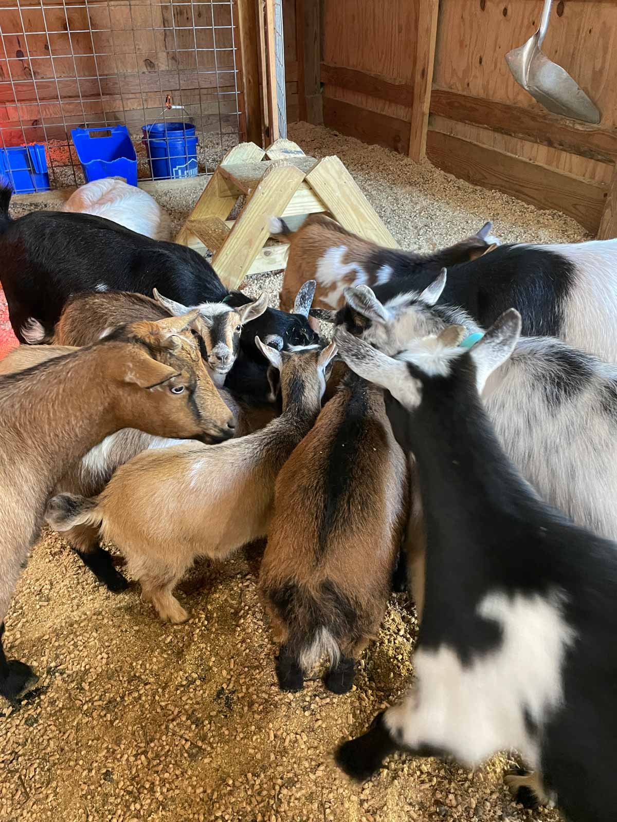 Raising Goats 101: For Dairy — Homesteading Family
