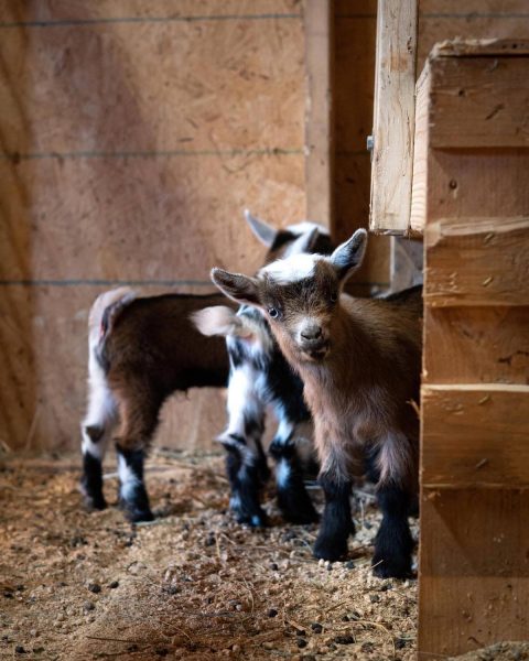 Raising Goats 101: For Dairy — Homesteading Family