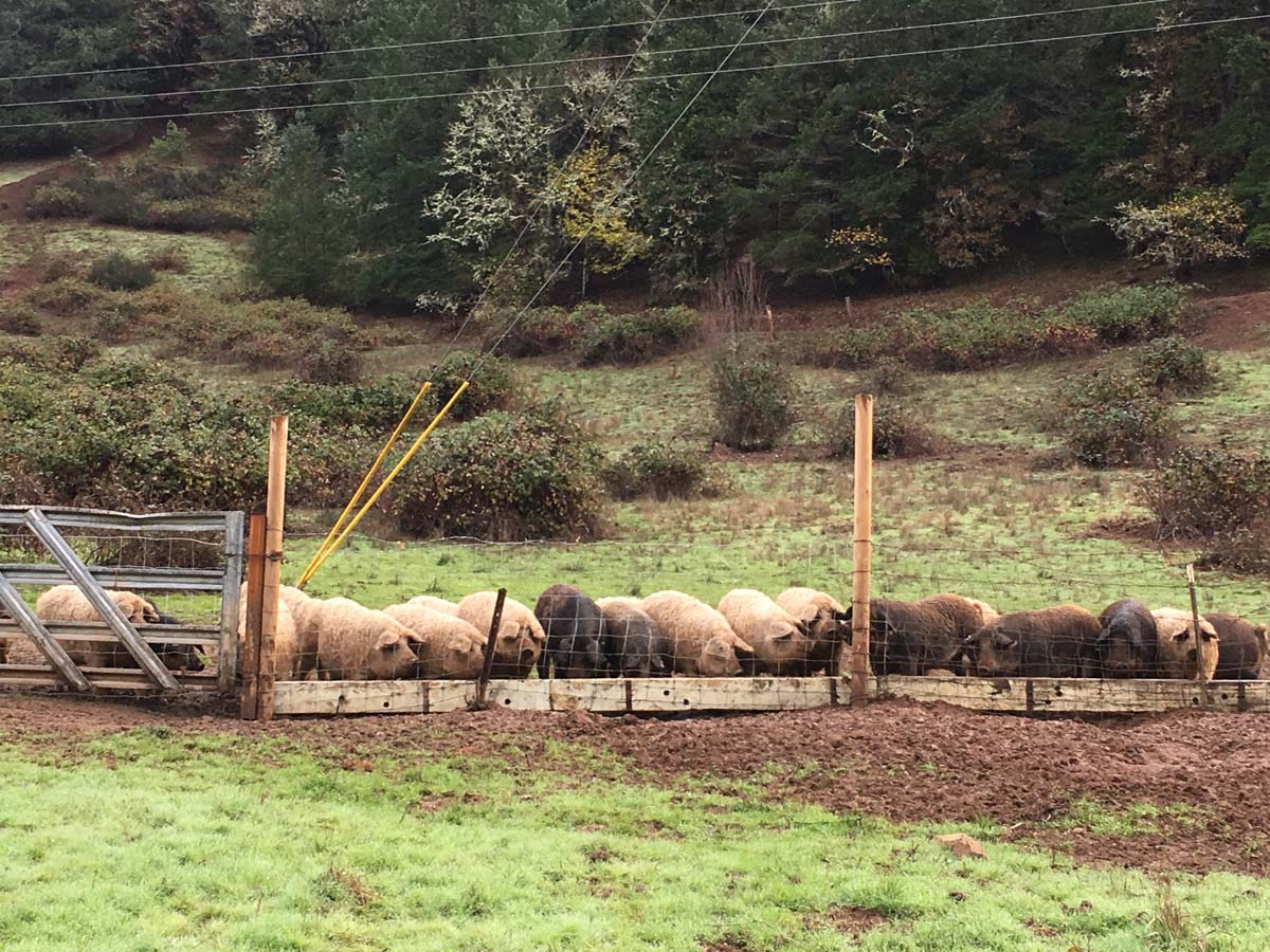 A Homesteader's Guide to Cured Bacon — Homesteading Family