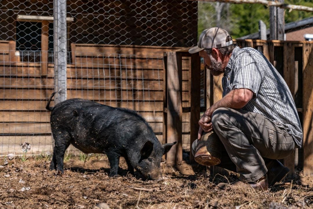 How to Raise a Year's Worth of Meat — Homesteading Family